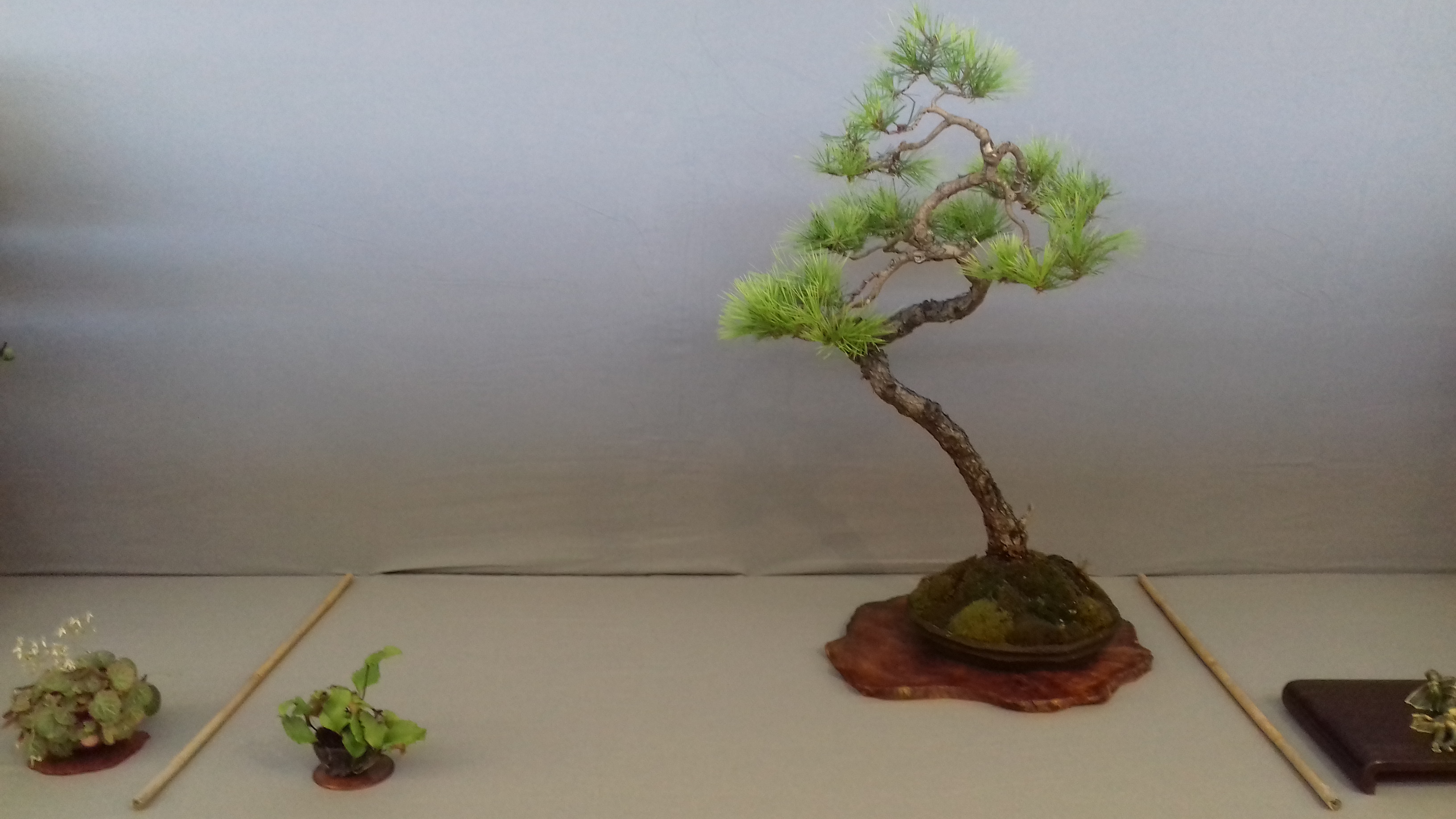Le mie piante a Monaco | nihon bonsai