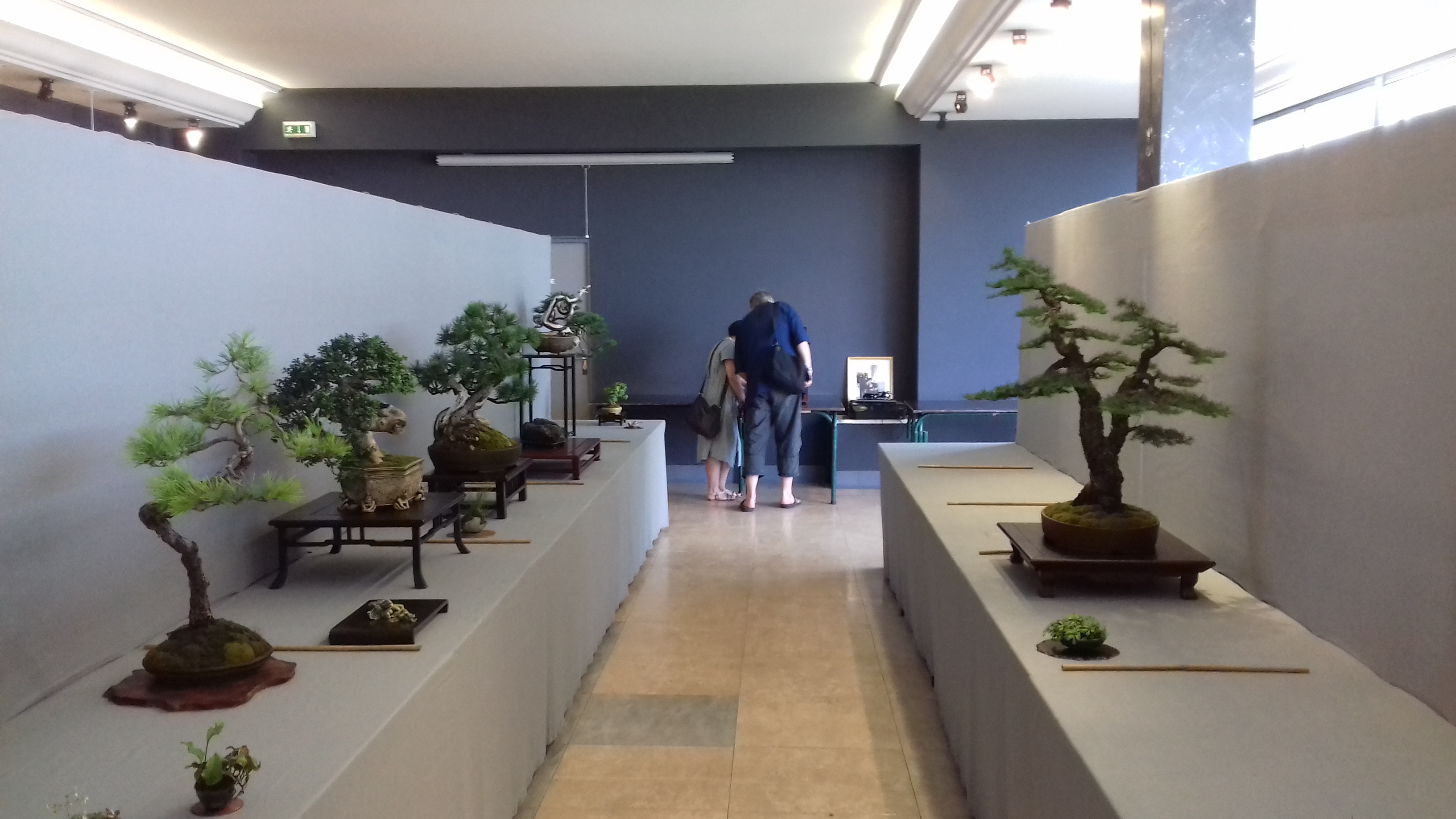 Le mie piante a Monaco | nihon bonsai