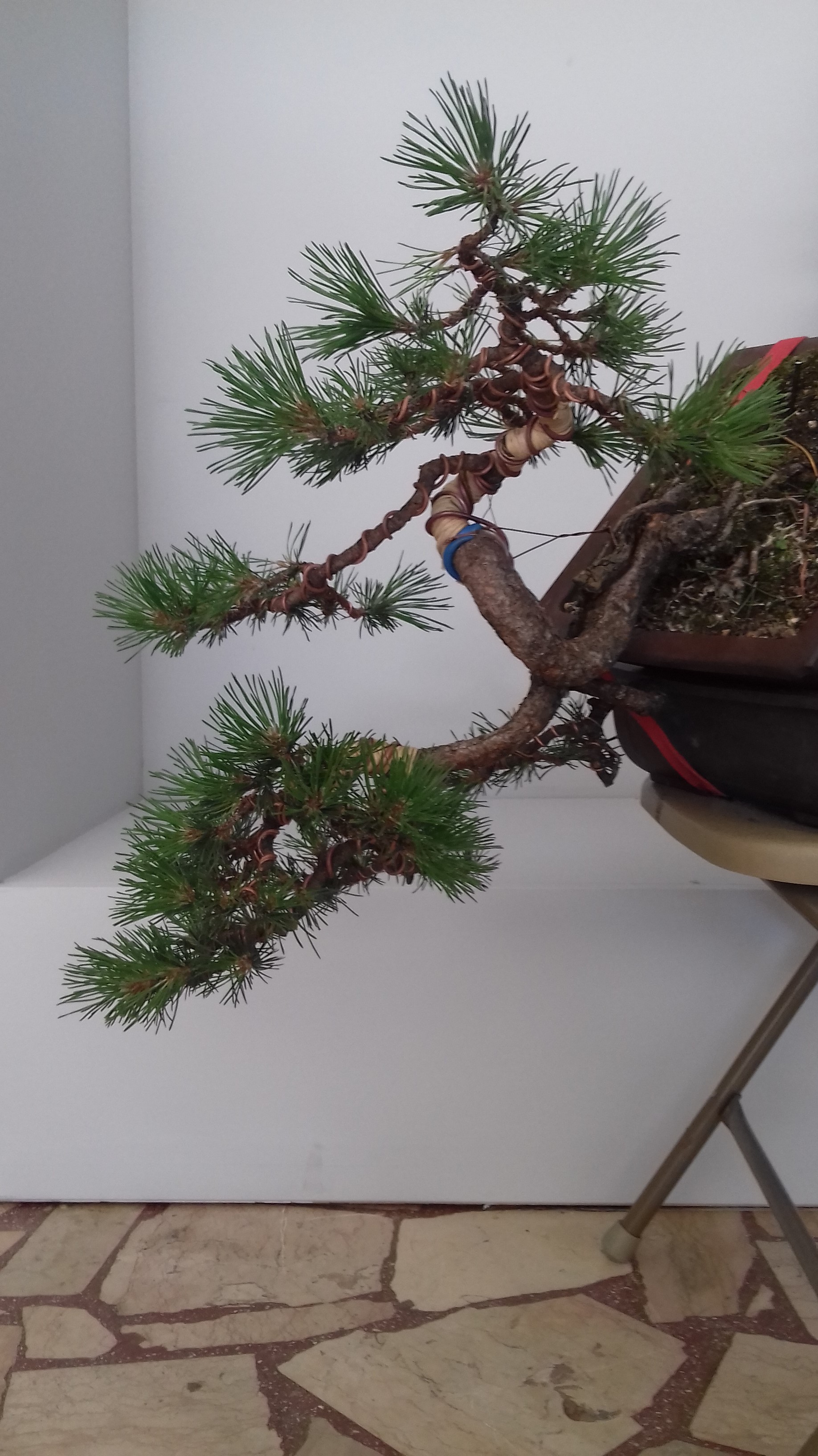 Demo a Monaco | nihon bonsai