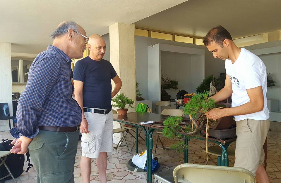 Demo a Monaco | nihon bonsai