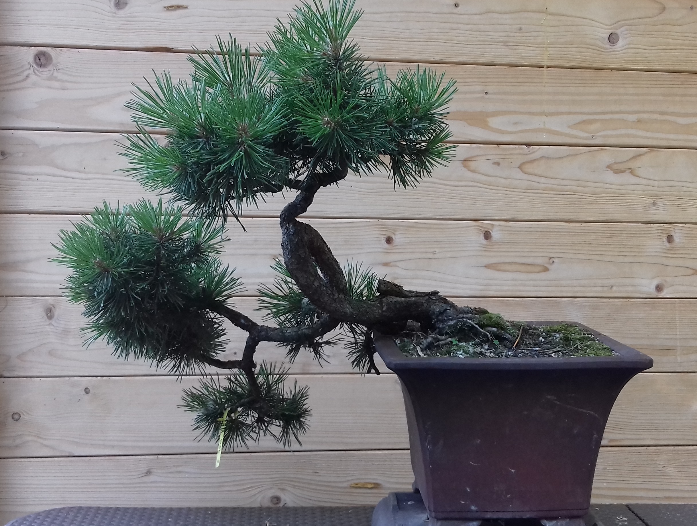 Demo a Monaco | nihon bonsai