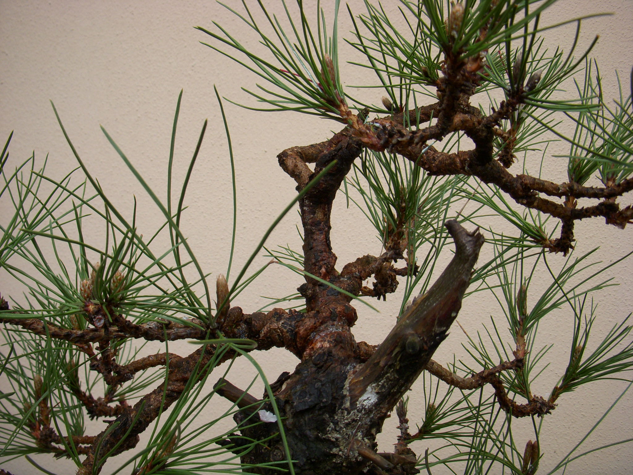 Mekiri su Pinus Nigra | nihon bonsai